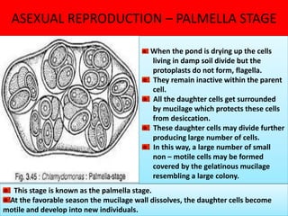 Chlamydomonas | PPTX