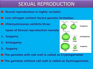 Chlamydomonas | PPTX