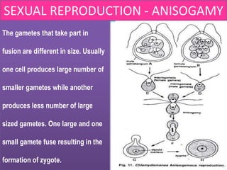 Chlamydomonas | PPTX