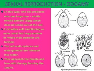 Chlamydomonas | PPTX