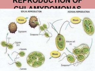 Chlamydomonas | PPTX
