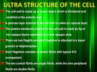 Chlamydomonas | PPTX