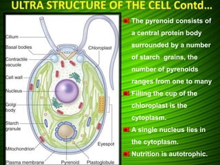 Chlamydomonas | PPTX