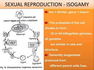 Chlamydomonas | PPT