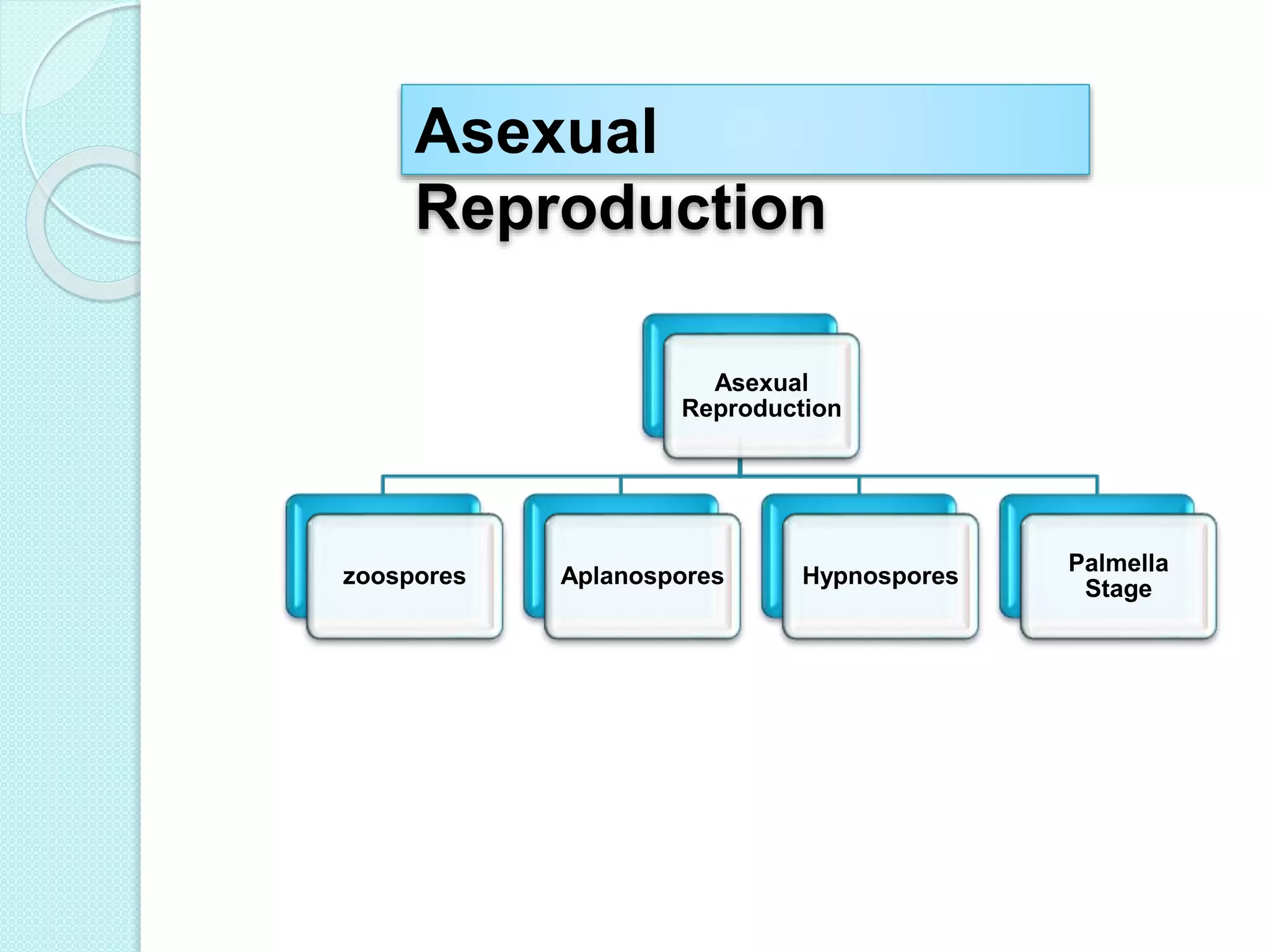 Chlamydomonas | PPTX