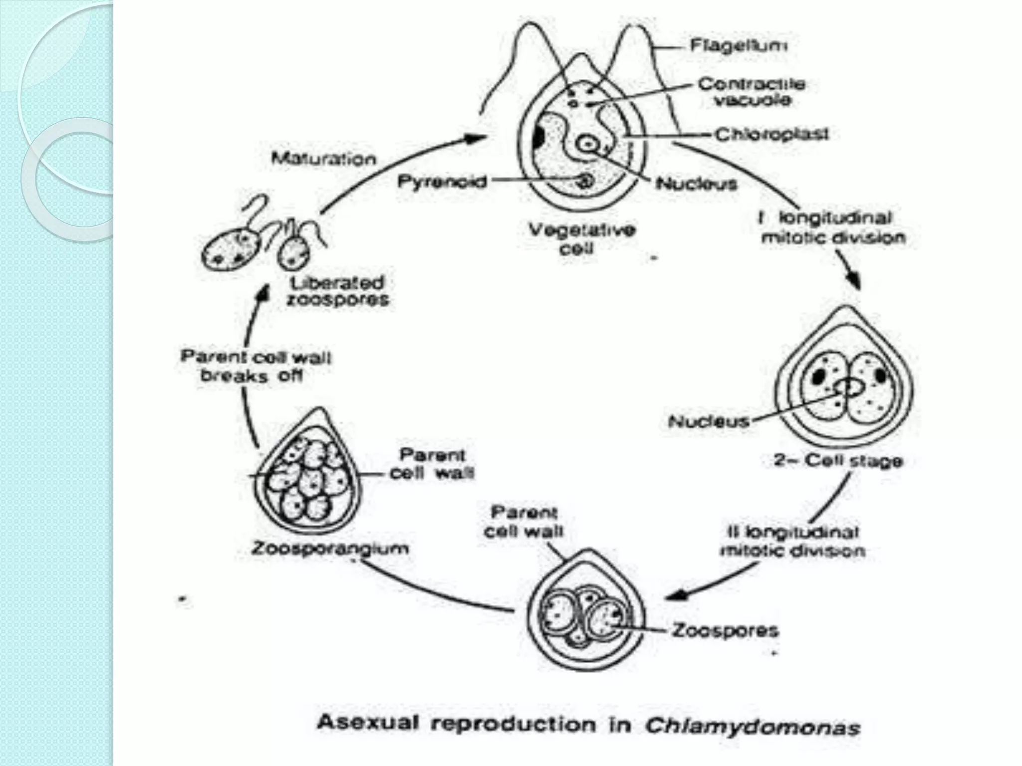 Chlamydomonas | PPTX