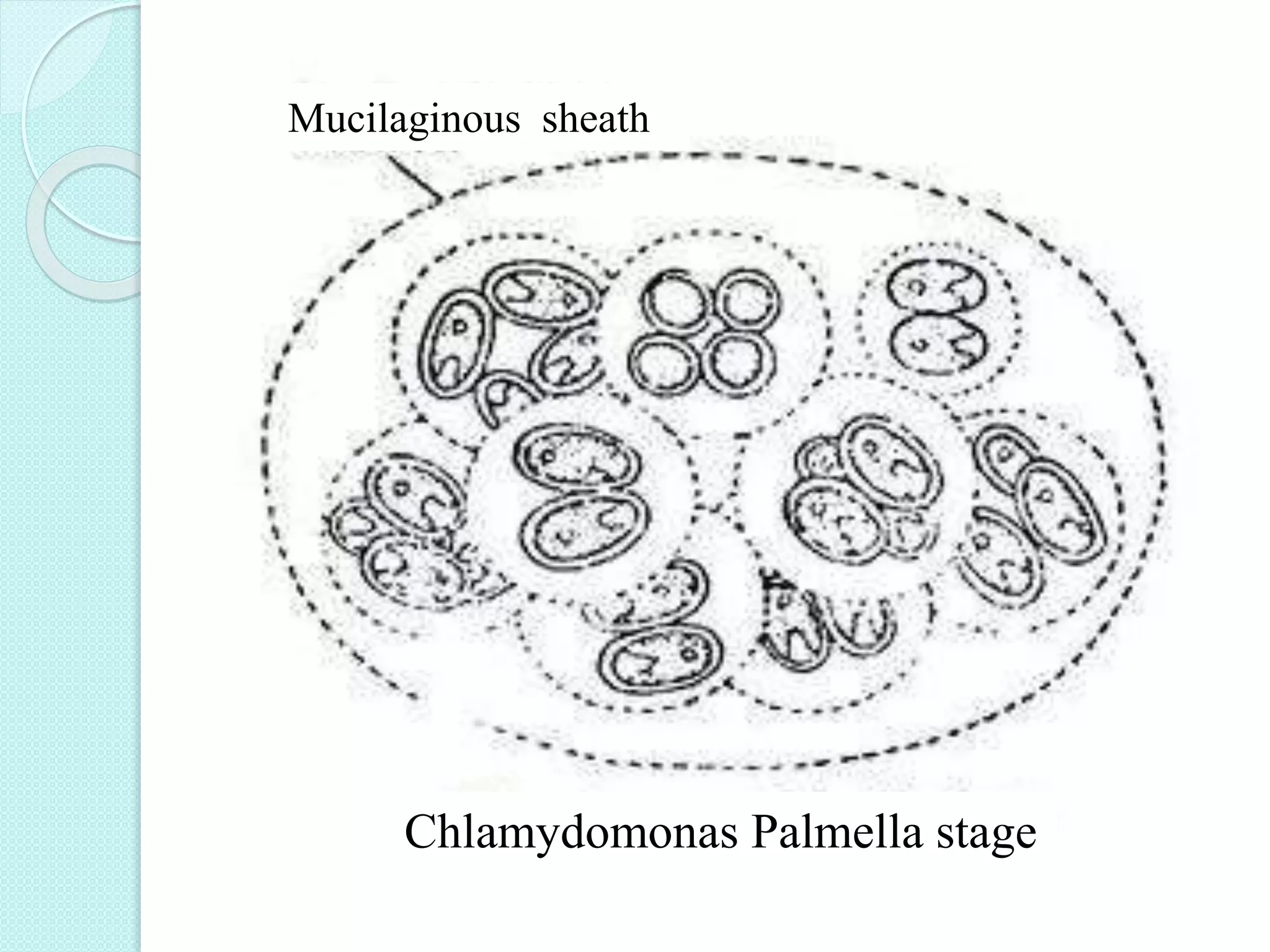 Chlamydomonas | PPTX