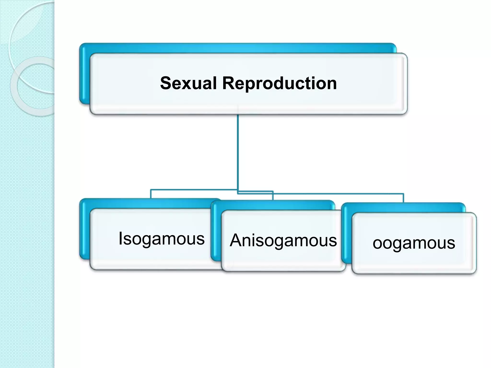 Chlamydomonas | PPTX