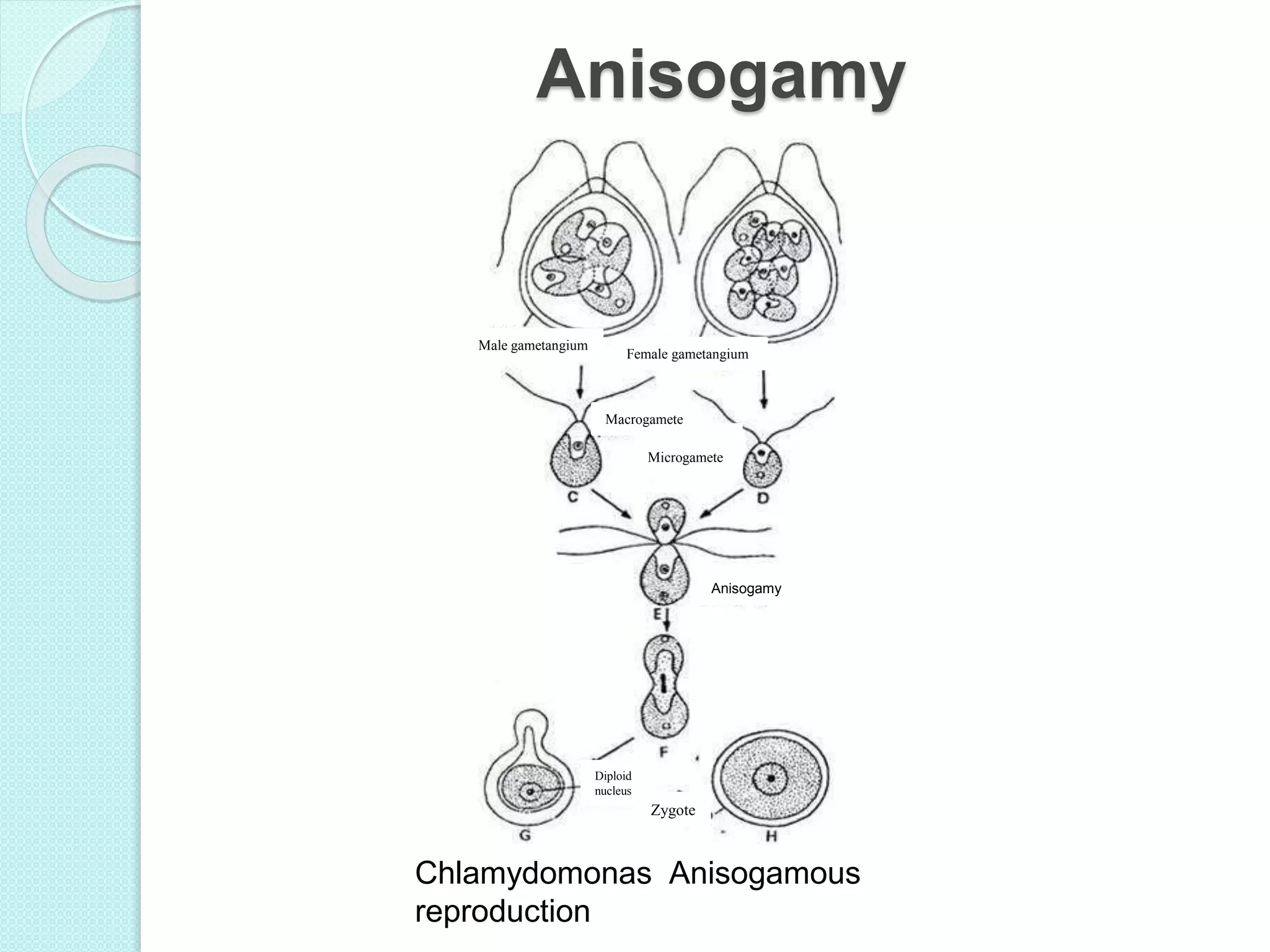 Chlamydomonas | PPTX