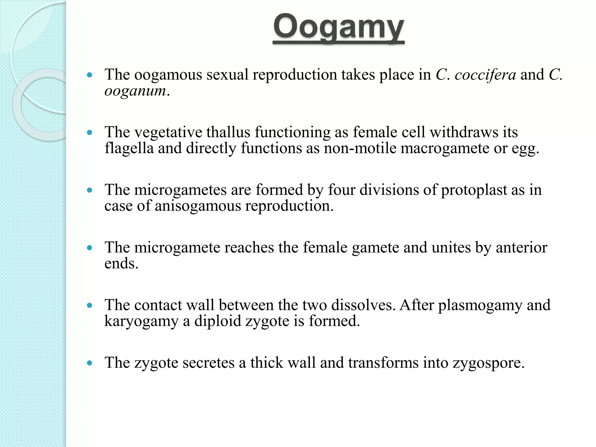 Chlamydomonas | PPTX