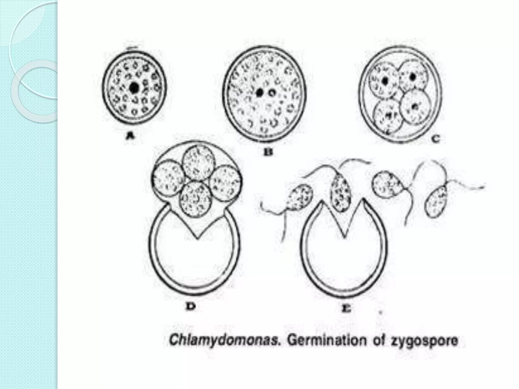 Chlamydomonas | PPTX