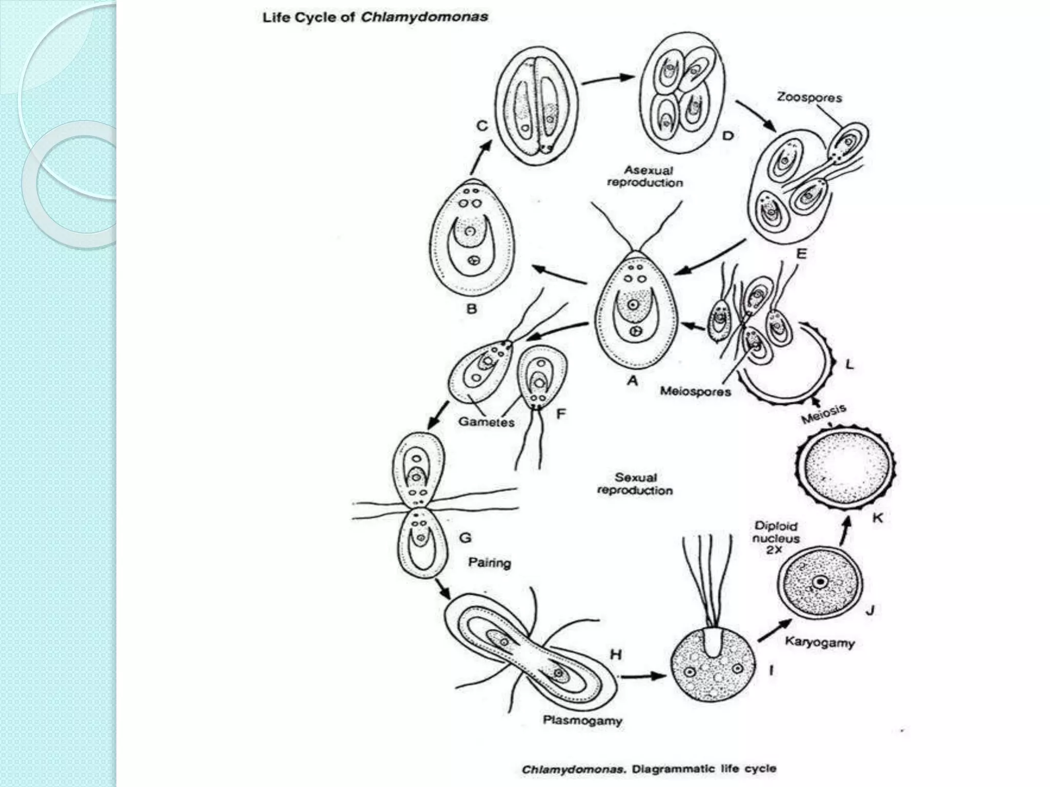 Chlamydomonas | PPTX