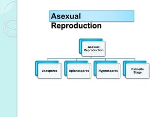 Chlamydomonas | PPTX