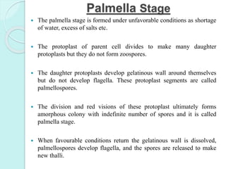 Chlamydomonas | PPTX