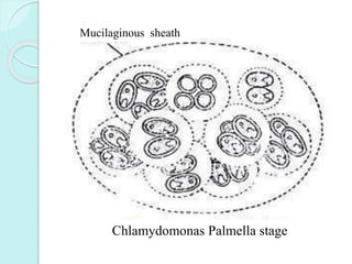 Chlamydomonas | PPTX