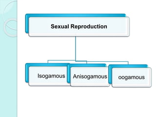Chlamydomonas | PPTX