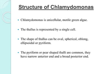 Chlamydomonas | PPTX