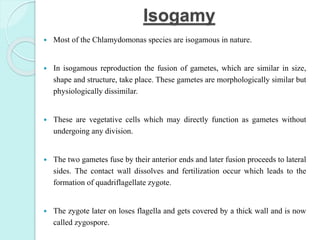 Chlamydomonas | PPTX | Infertility | Reproductive Health