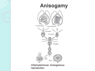 Chlamydomonas | PPTX | Infertility | Reproductive Health