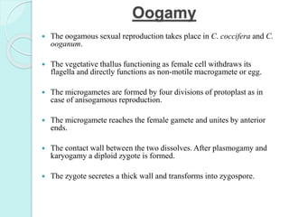 Chlamydomonas | PPTX