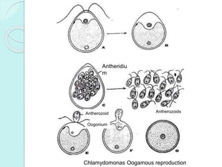 Chlamydomonas | PPTX