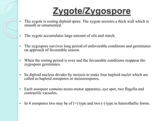 Chlamydomonas | PPTX