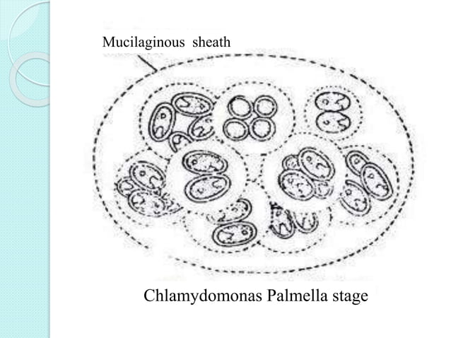 Chlamydomonas | PPT