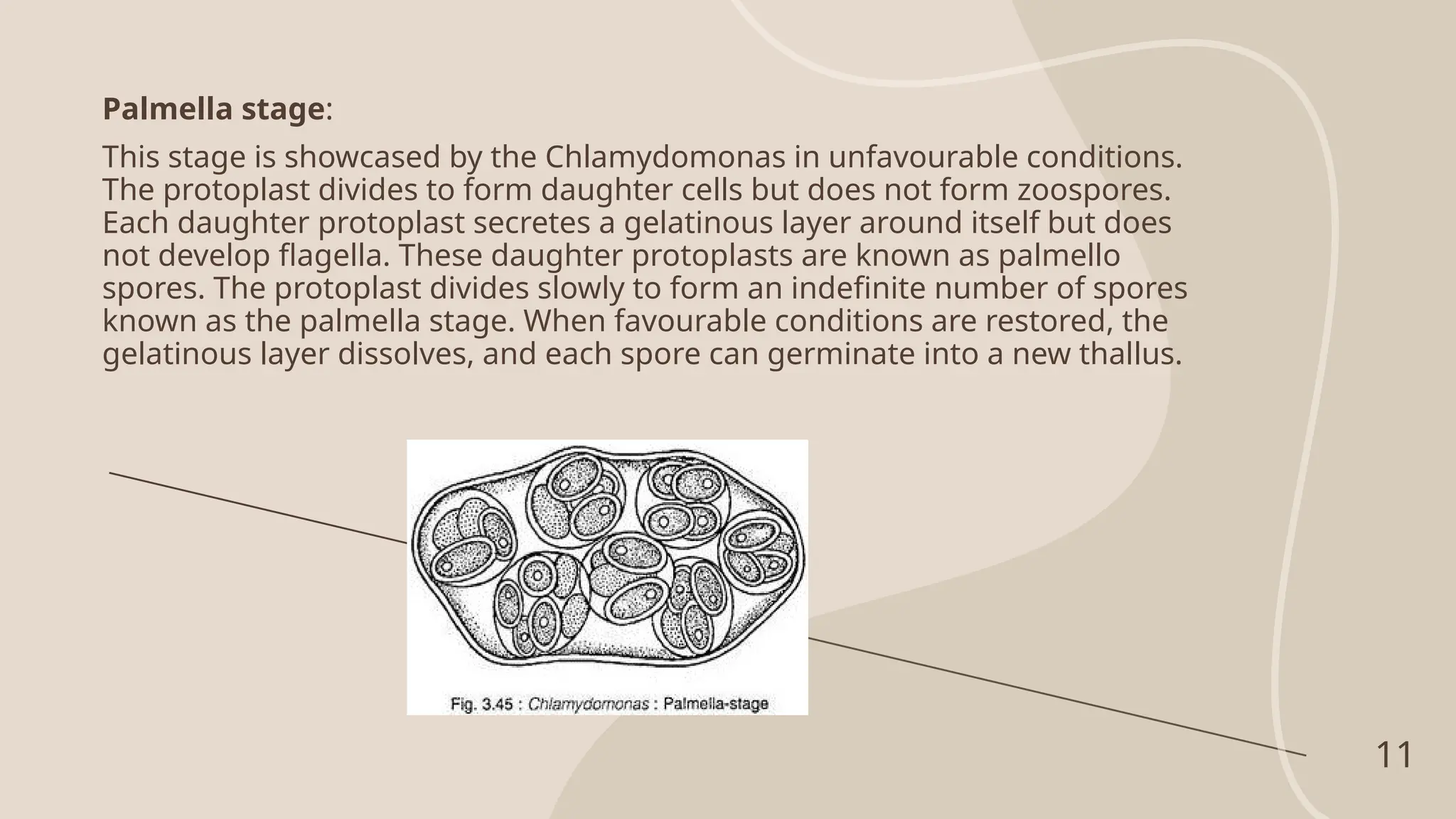 chlamydomonas - General microbiology.pptx