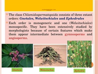 chlamydospermatopsida clahhyuvvlivss.pptx.pdf
