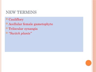 chlamydospermatopsida classsssssssss.pptx