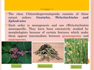 chlamydospermatopsida classsssssssss.pptx