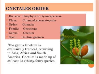chlamydospermatopsida classsssssssss.pptx