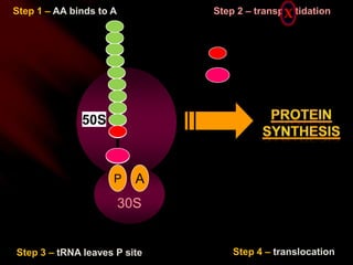 Chloramphenicol | PPTX