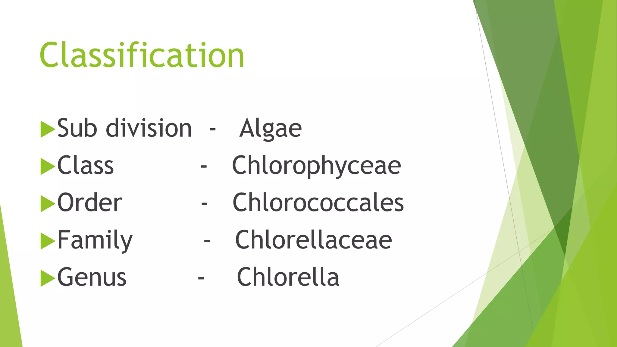 chlorella.pptx