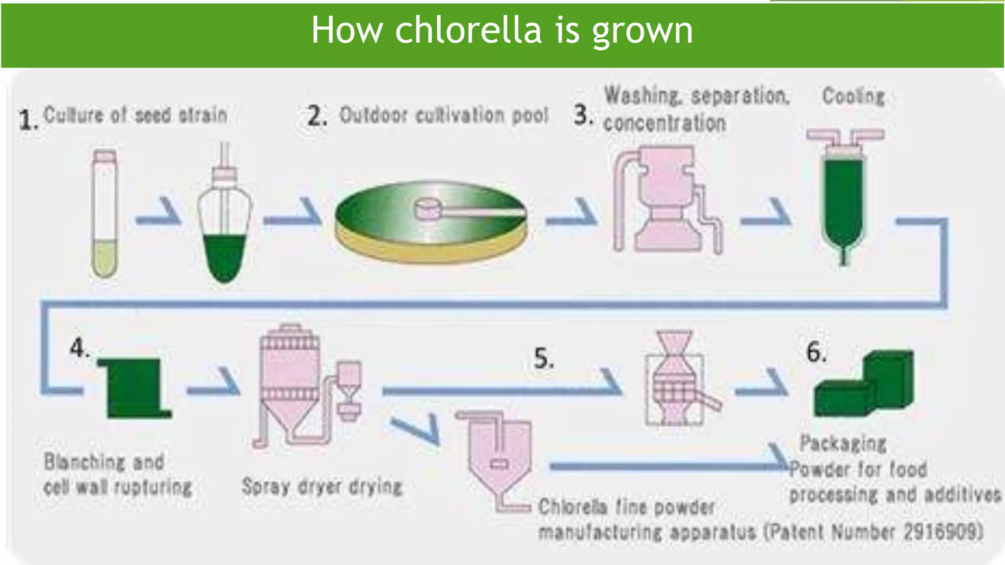chlorella.pptx