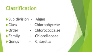 chlorella.pptx