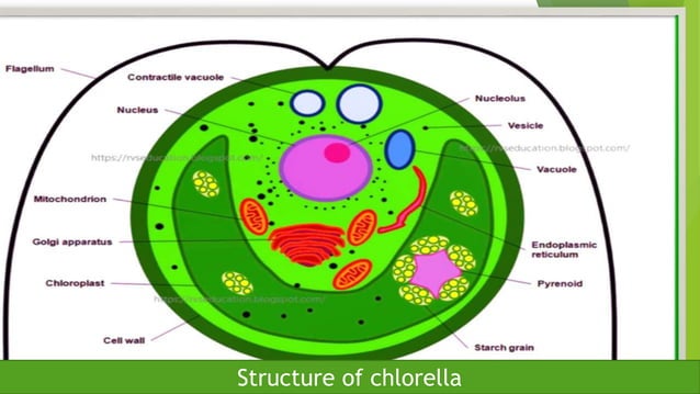 chlorella.pptx