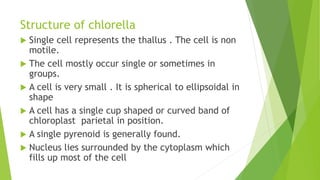 chlorella.pptx