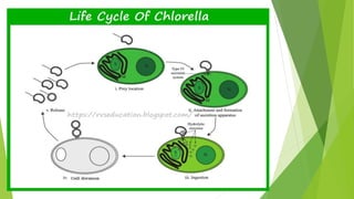 Chlorella Diagram