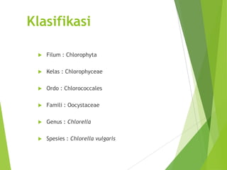Chlorella vulgaris | PPTX