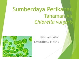 Chlorella vulgaris | PPT