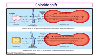 Chloride metabolism and its disorders | PDF