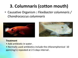 Chlormphenicol.pptx | Fish and Aquariums | Pets