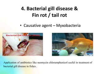 Chlormphenicol.pptx | Fish and Aquariums | Pets