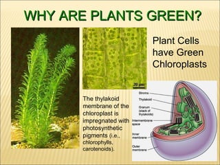 Chloro.ppt | Chemistry | Science