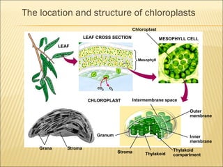Chloro.ppt | Chemistry | Science