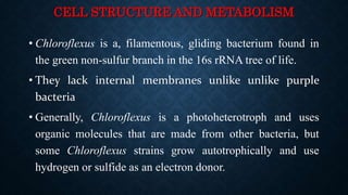 Chloroflexus & spirullina | PPT