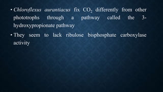 Chloroflexus & spirullina | PPT