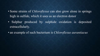 Chloroflexus & spirullina | PPT