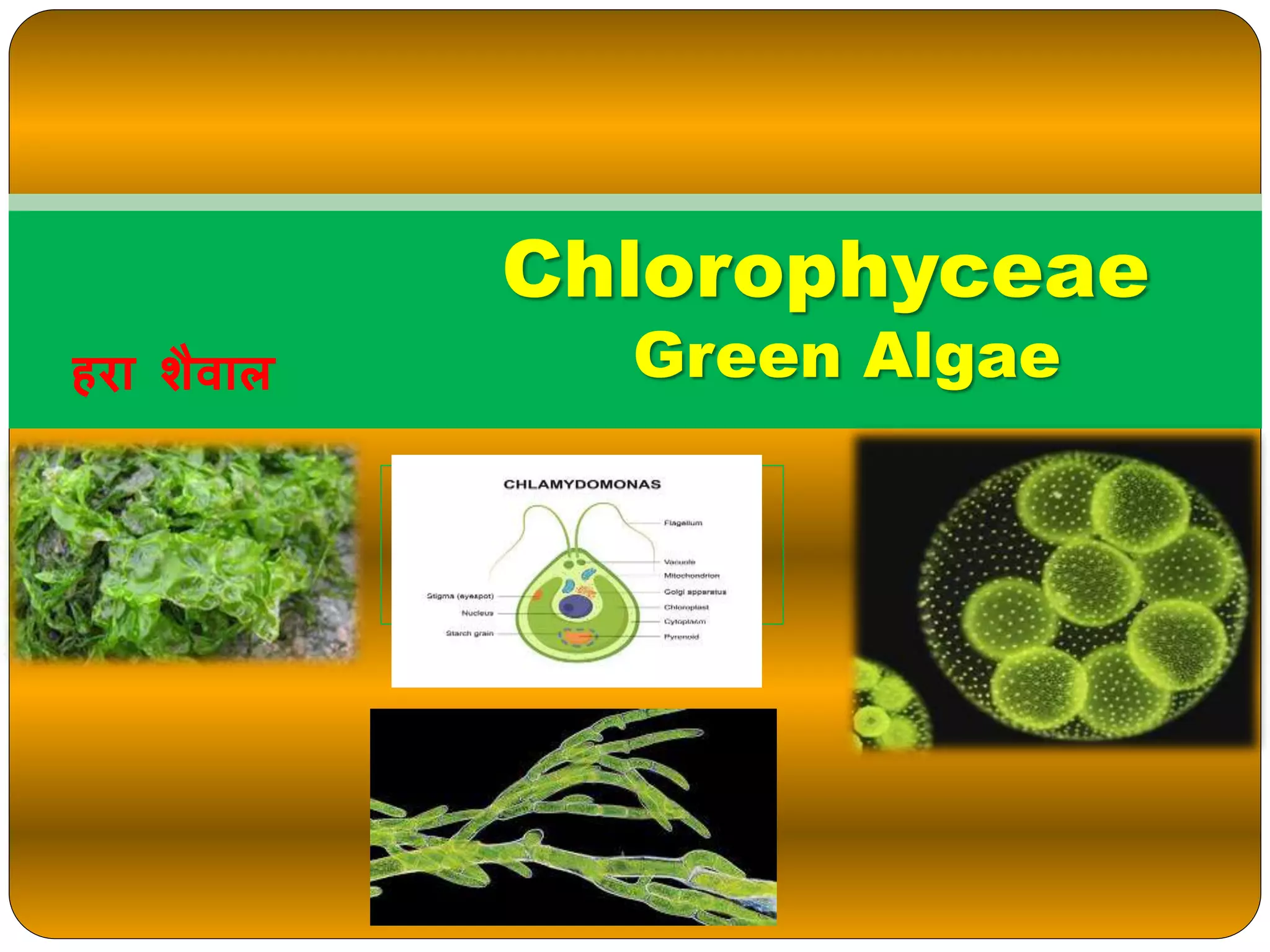 Chlorophyceae green Algae | PPTX